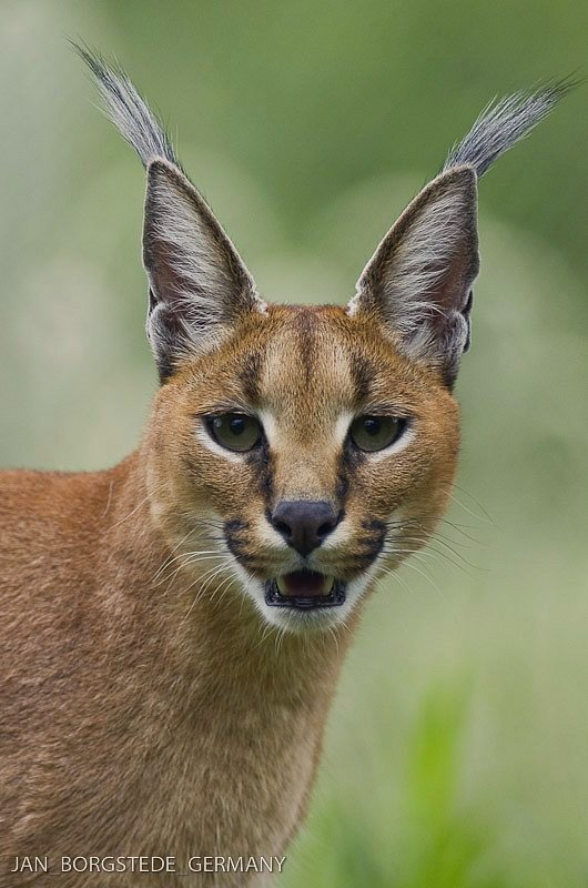 Fotografie - Wildlifephotography: Karakal Portrait - Best shot of the day