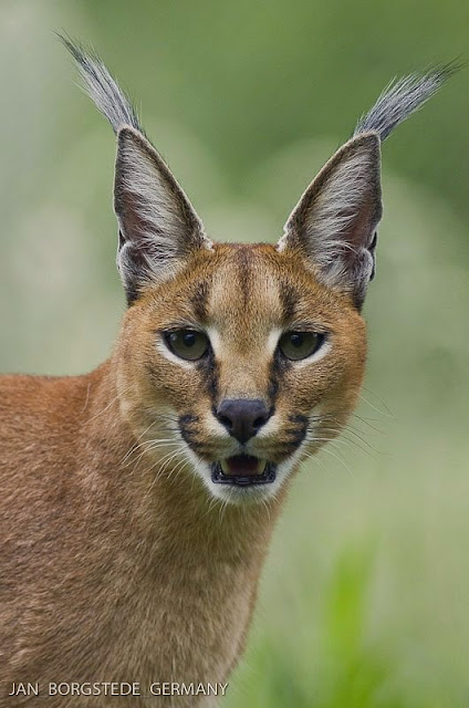 Fotografie - Wildlifephotography: Karakal Portrait - Best shot of the day