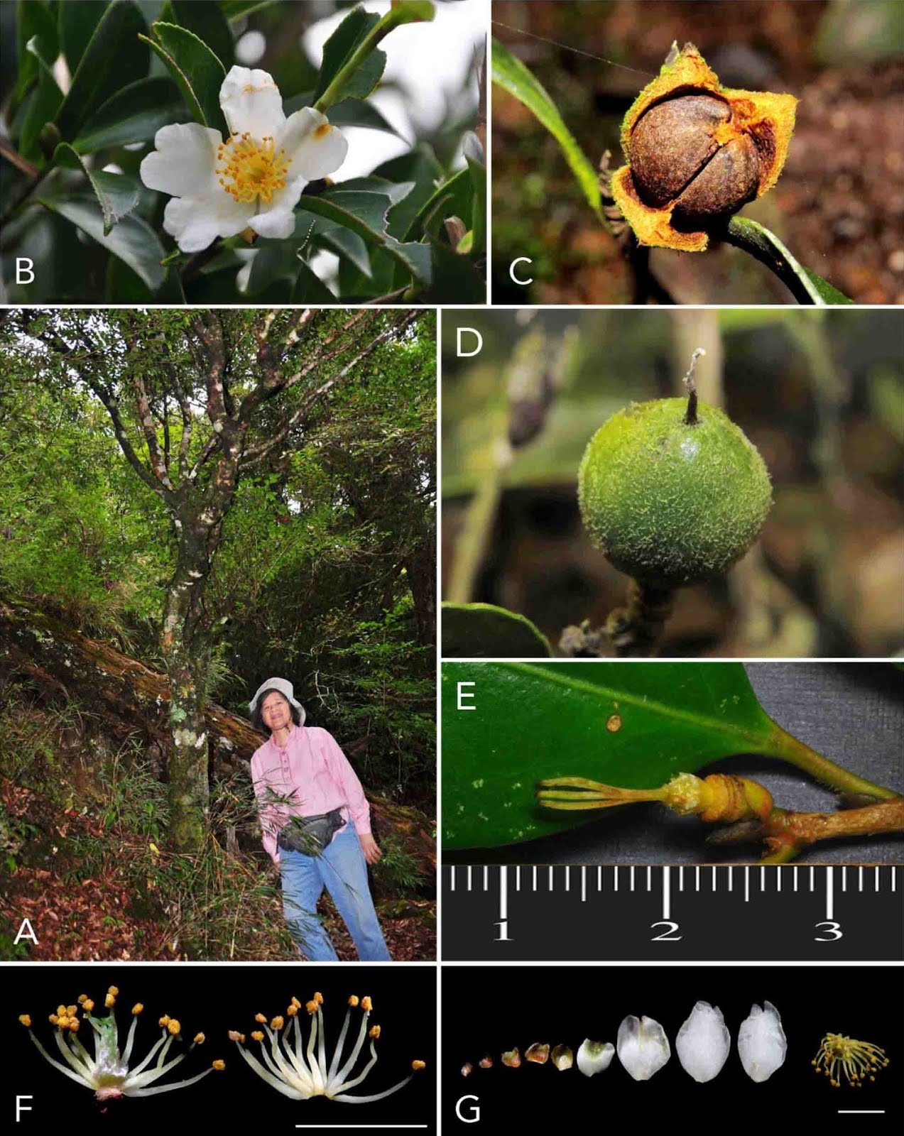 Species New to Science: [Botany • 2019] Camellia chinmeii (Theaceae ...