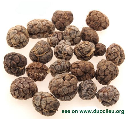 Amomum fruit (Sharen)-Amomum vilosum Lour