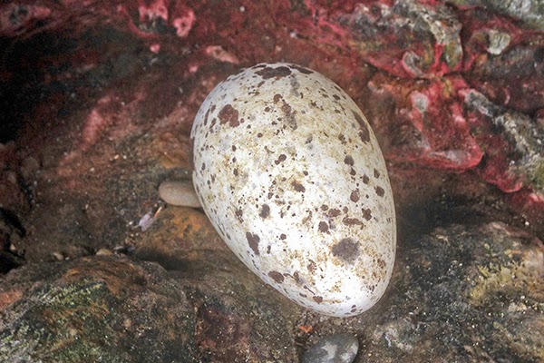 A Wirral birders blog: 1st Puffin Island ringing trip of the year.