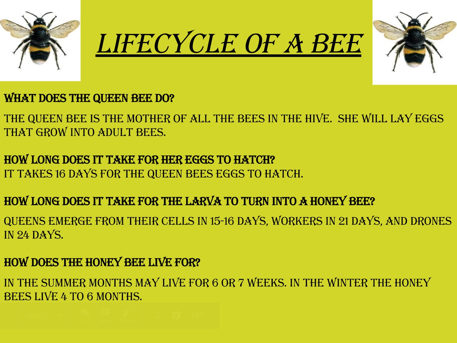 Ynysbee: Life Cycle of a Bee