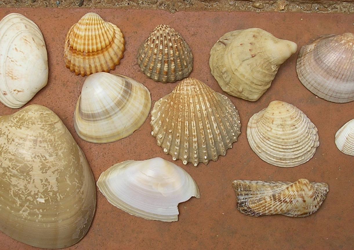 Ciencias de Joseleg: El caparazón de los bivalvos