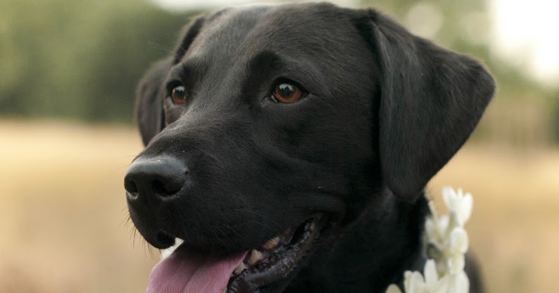 The Labrador Lifestyle