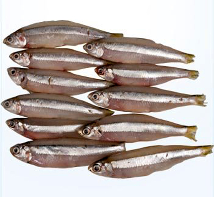 Flavors of Brazil: FISH OF BRAZIL - Manjuba (Broadband Anchovy)