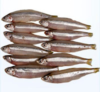 Flavors of Brazil: FISH OF BRAZIL - Manjuba (Broadband Anchovy)
