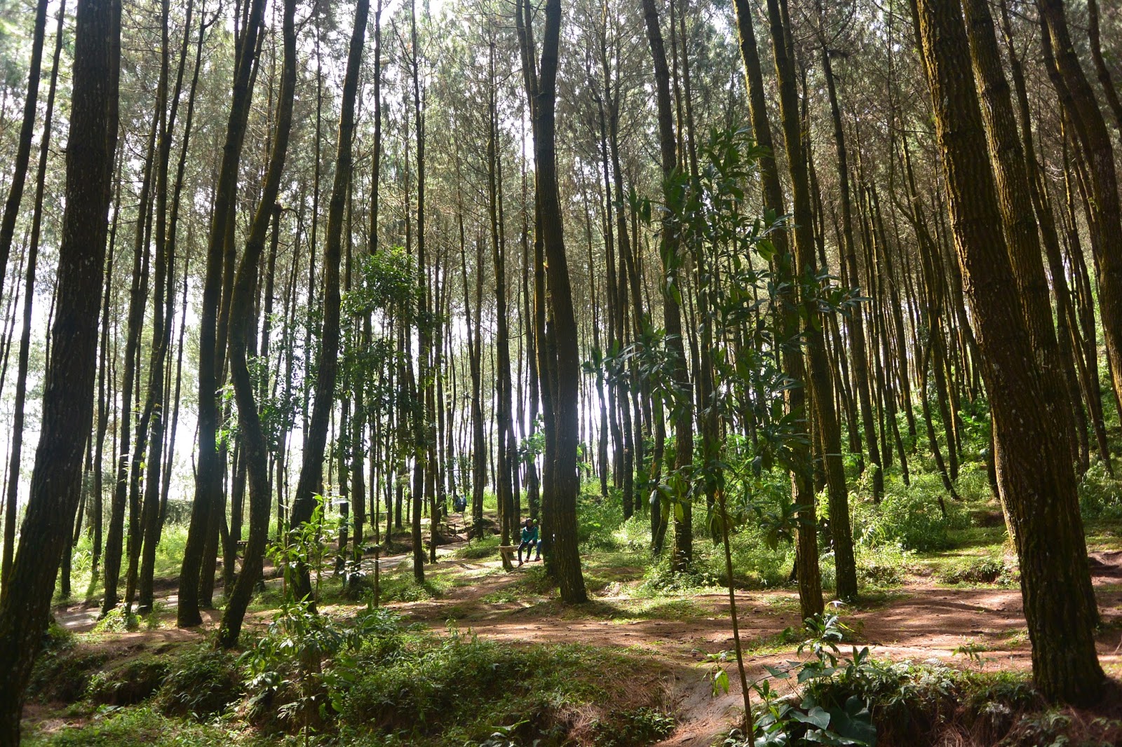 LUVITA.COM: Hutan Pinus Kragilan Magelang