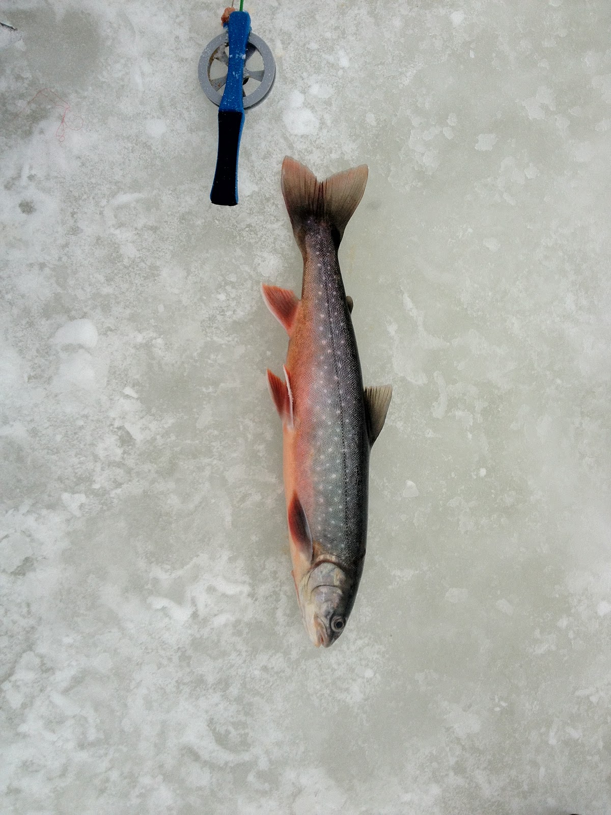 Pimpel fiske | Storöring och röding