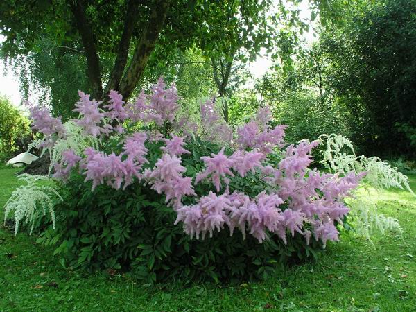 ASTILBE | FLOWERS WORLD