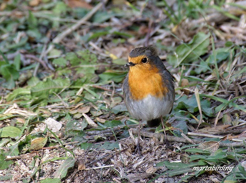 Birding Catalunya: Un pit-roig als Aiguamolls de l'Empordà