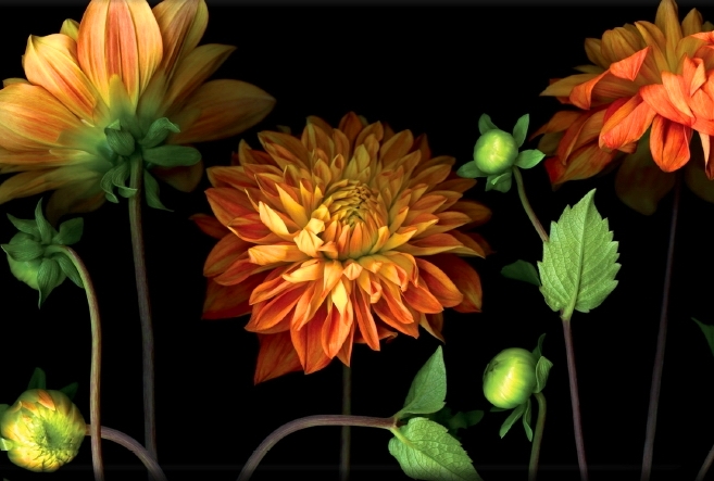 El arte es su máxima expresión : Cuadros de Flores Modernas