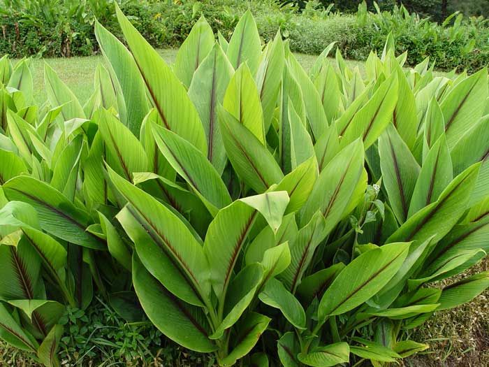 හරංකහ [Harankaha] (Curcuma zedoaria) ~ අපේ ඔසුපැළ Medicinal Plants of ...