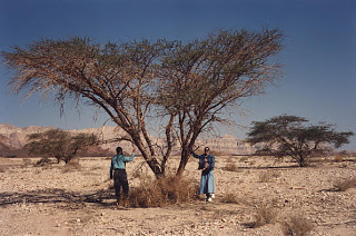 Perjalanan Hidup Ku: Pokok Qharqad ( rhu ) Melindungi Yahudi