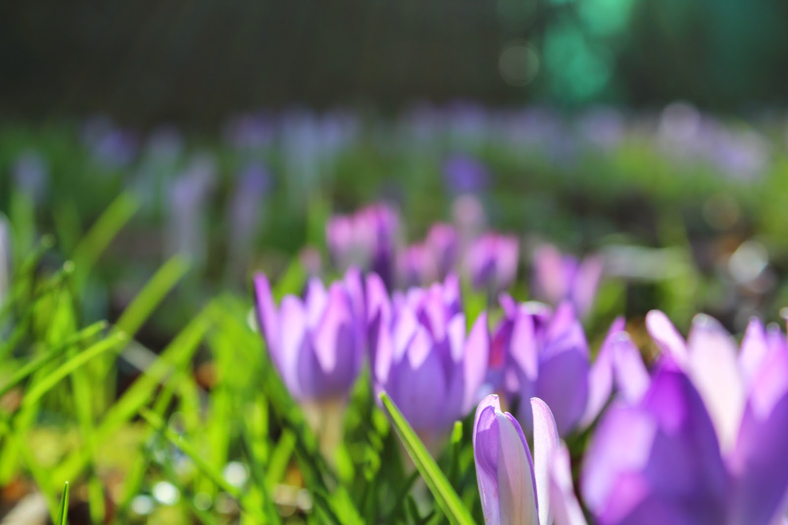 Happiness included: Der Frühling kommt!