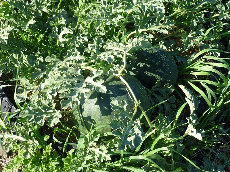 Rural Revolution: Ripe and riper