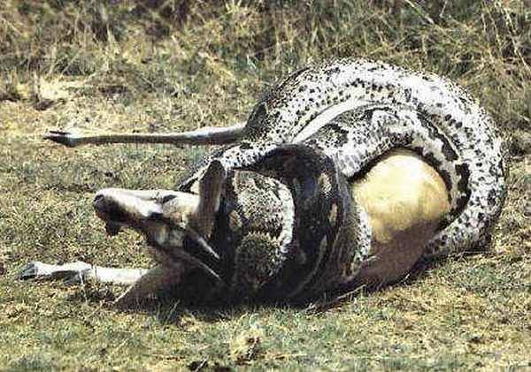 Dangerous snakes: 27 Pictures of a Snake Attack