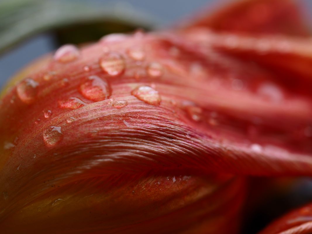 Picofnat: Michael`s Naturfotoblog: Olympus ::: Focus Stacking in der OM-D