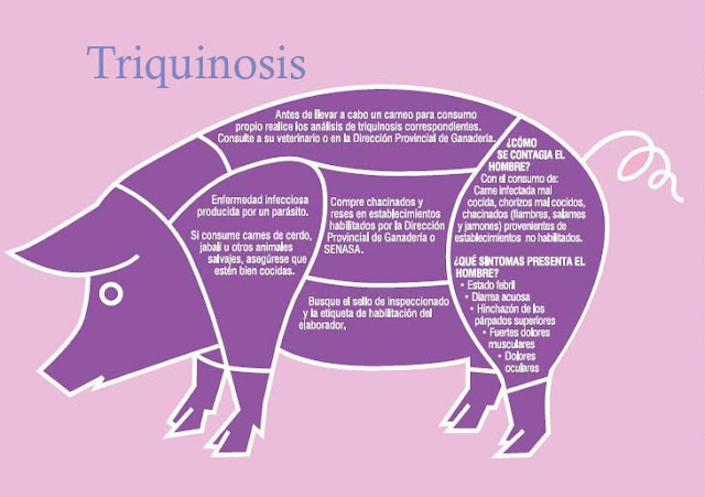 Enfermedades Infectocontagiosas: Triquinosis.