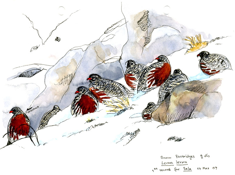 Wildlife Illustration: Snow Partridge