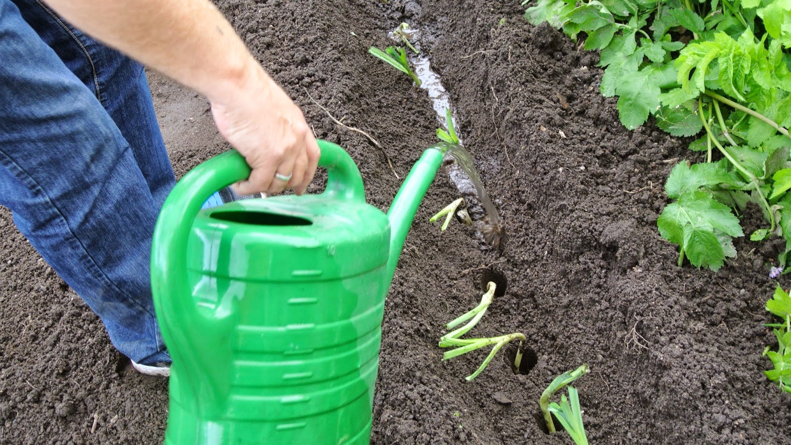 M i j m e r i n g e n . . .: Mijmering 124 prei poten en balans opmaken.