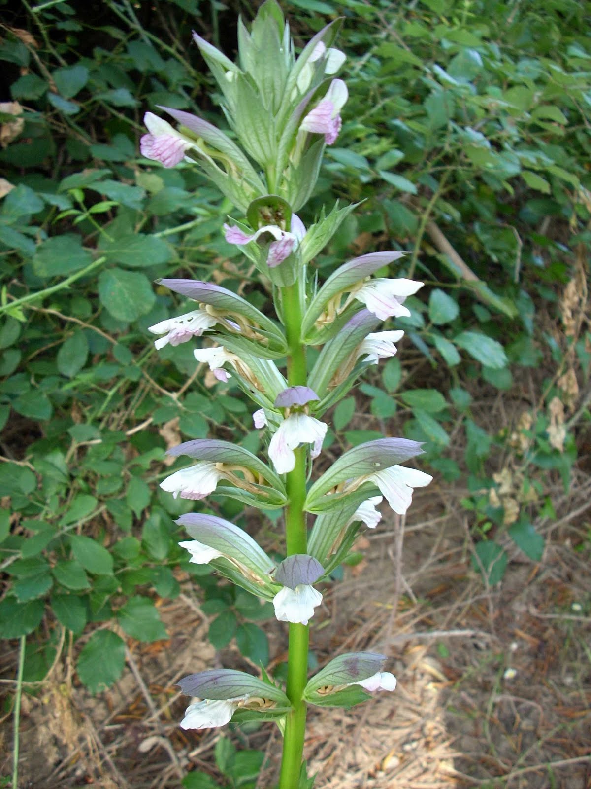 ACANTO (ACANTHUS MOLLIS) ~ PLANTAS MEDICINALES