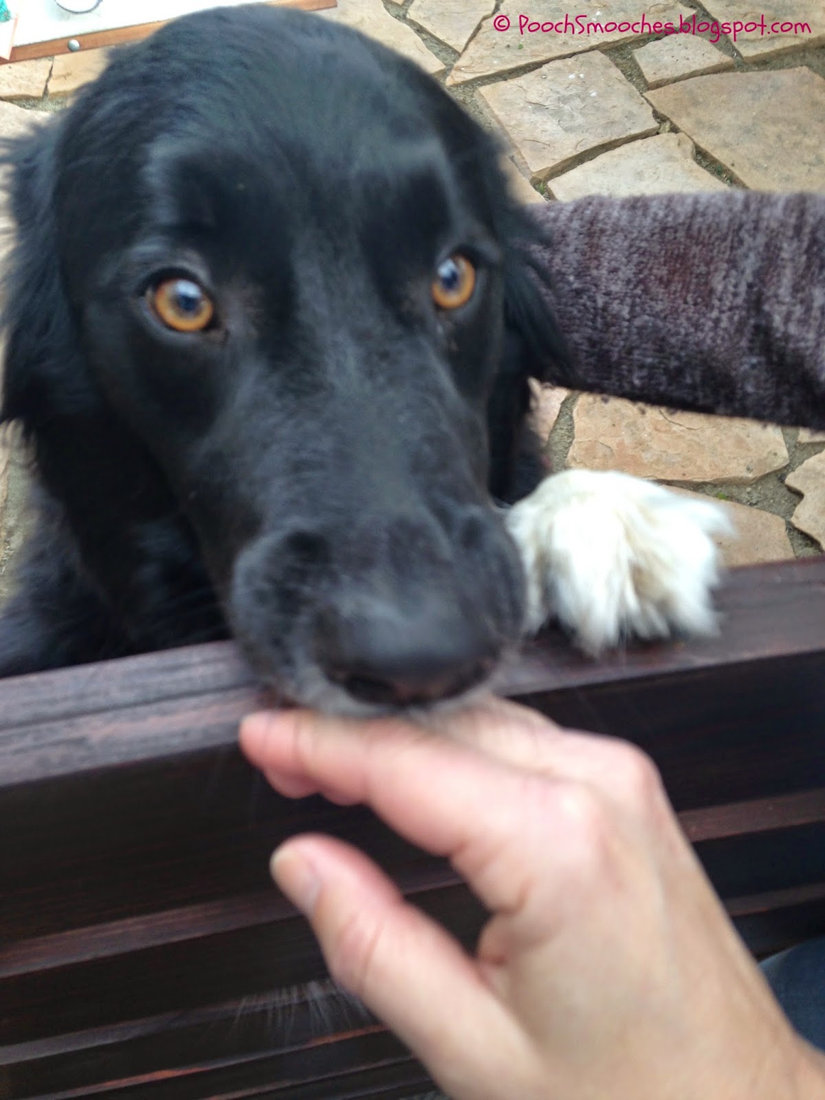 Pooch Smooches: Wordless Wednesday: Garage-Sale Dogs