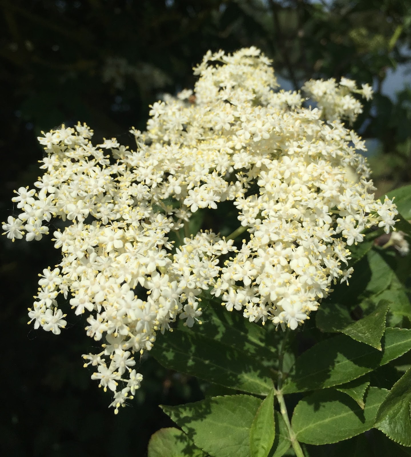 Henibean: Elderflower foraging - A summer Immune boost