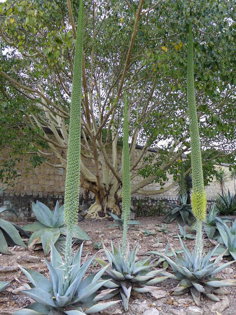 bensozia: Oaxaca Botanical Garden