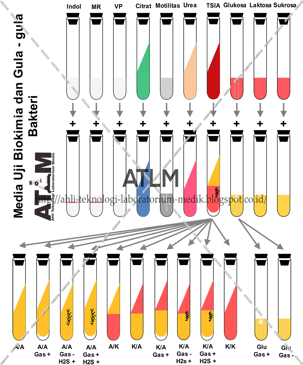 ATLM Education — Uji Biokimia Bakteri