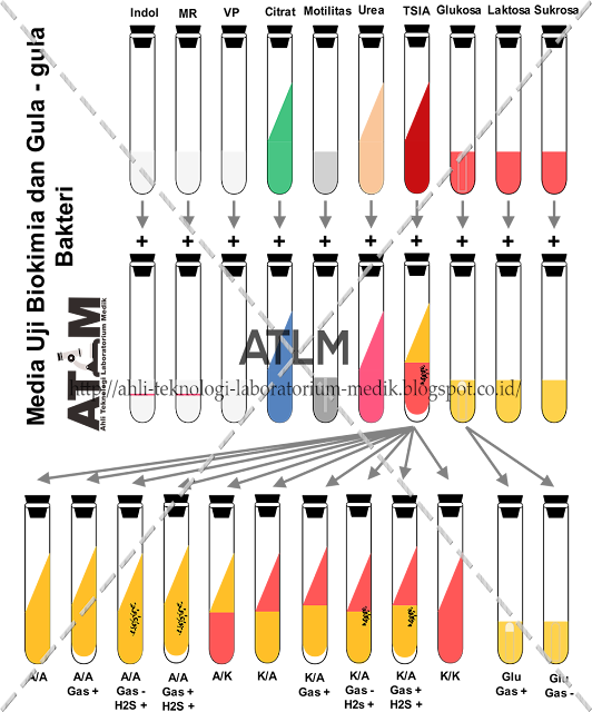ATLM Education — Uji Biokimia Bakteri