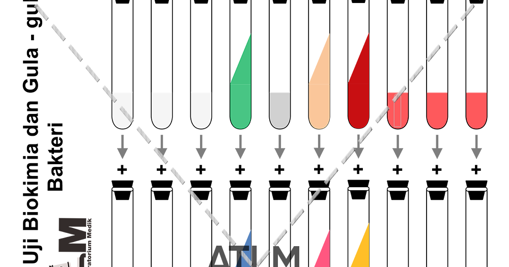 ATLM Education — Uji Biokimia Bakteri