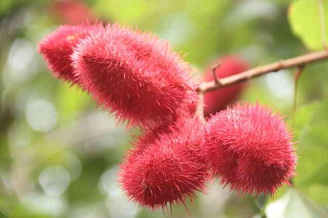 Land for veggies: Costa Rica