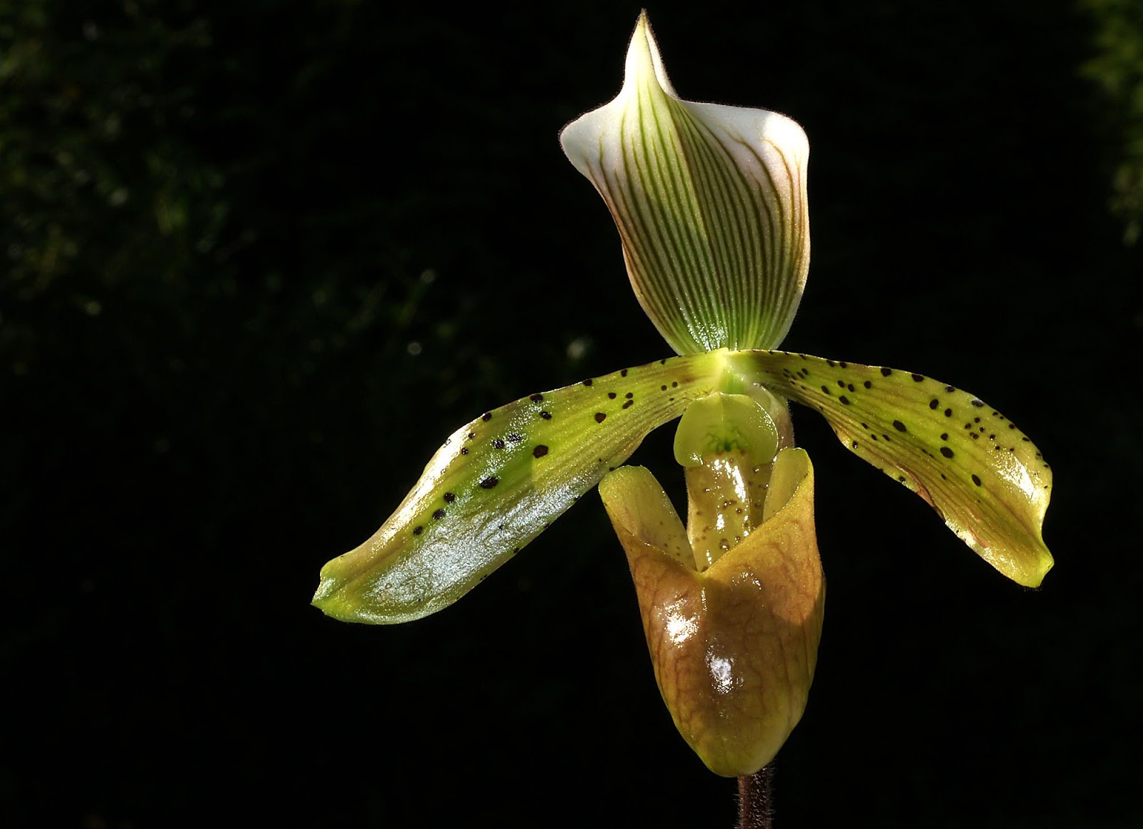 Paphiopedilum tonsum orchid plant care and culture | Travaldo's blog