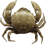 Smaointe Fánacha Aonghusa: 2011