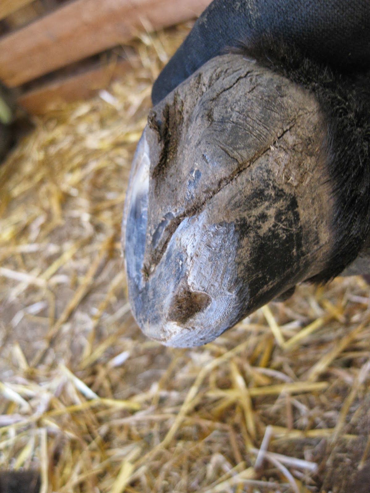 The Dancing Donkey: Donkey Feet - Ramsey