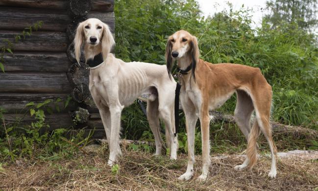 LOS PERROS MAS FINOS Y RAROS, PERO A LA VEZ HERMOSOS DEL MUNDO