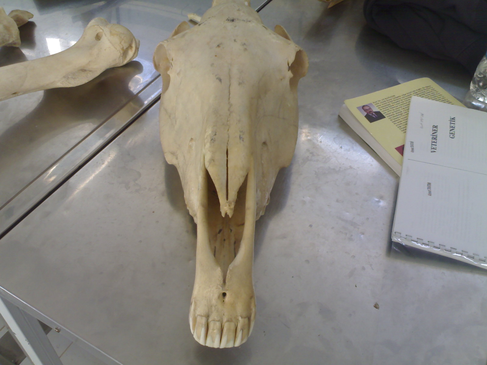 VETERİNER HAYVAN SAĞLIĞI HAKKINDA FAYDALI BİLGİLER: ANATOMİ KEMİK RESİMLERİ