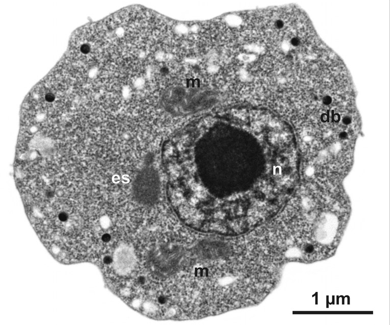 Sciency Thoughts: Neovahlkampfia nana: A new species of Heterolobosean ...