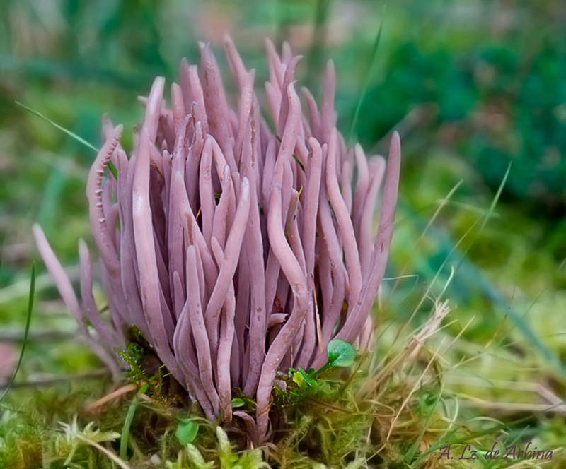 HONGOS DE AMERICA Y OTROS CONTINENTES: FAMILIA: Clavariaceae. GENERO ...