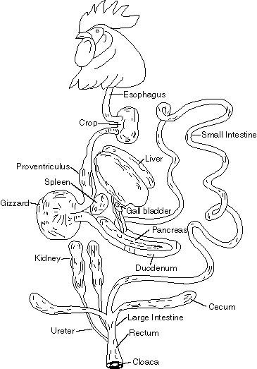 Vet in Pakistan: Body systems of chicken