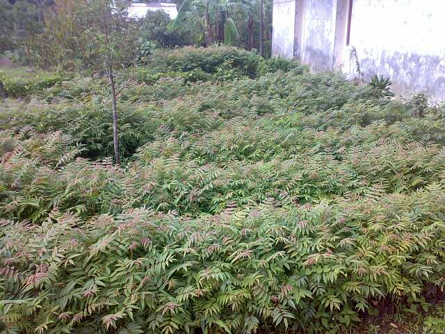 BUDIDAYA TANAMAN HUTAN: BIBIT SURIAN @ Rp.1,700/JABAR