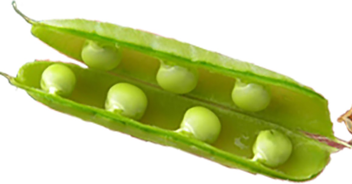 Is Meets Was: A Pea-picking Story and My Ancestor, Aquila Chase (1618-1670)