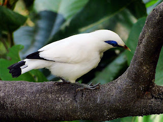 Bird Pictures and Information