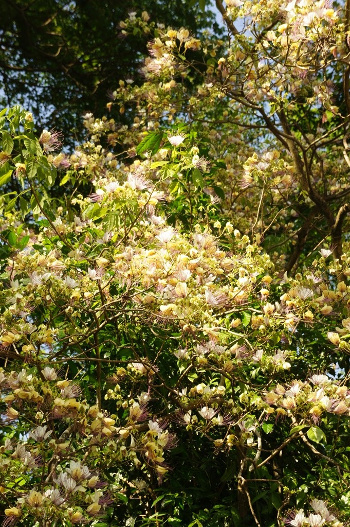OUR PHILIPPINE TREES: The UP Salingbobog 2013