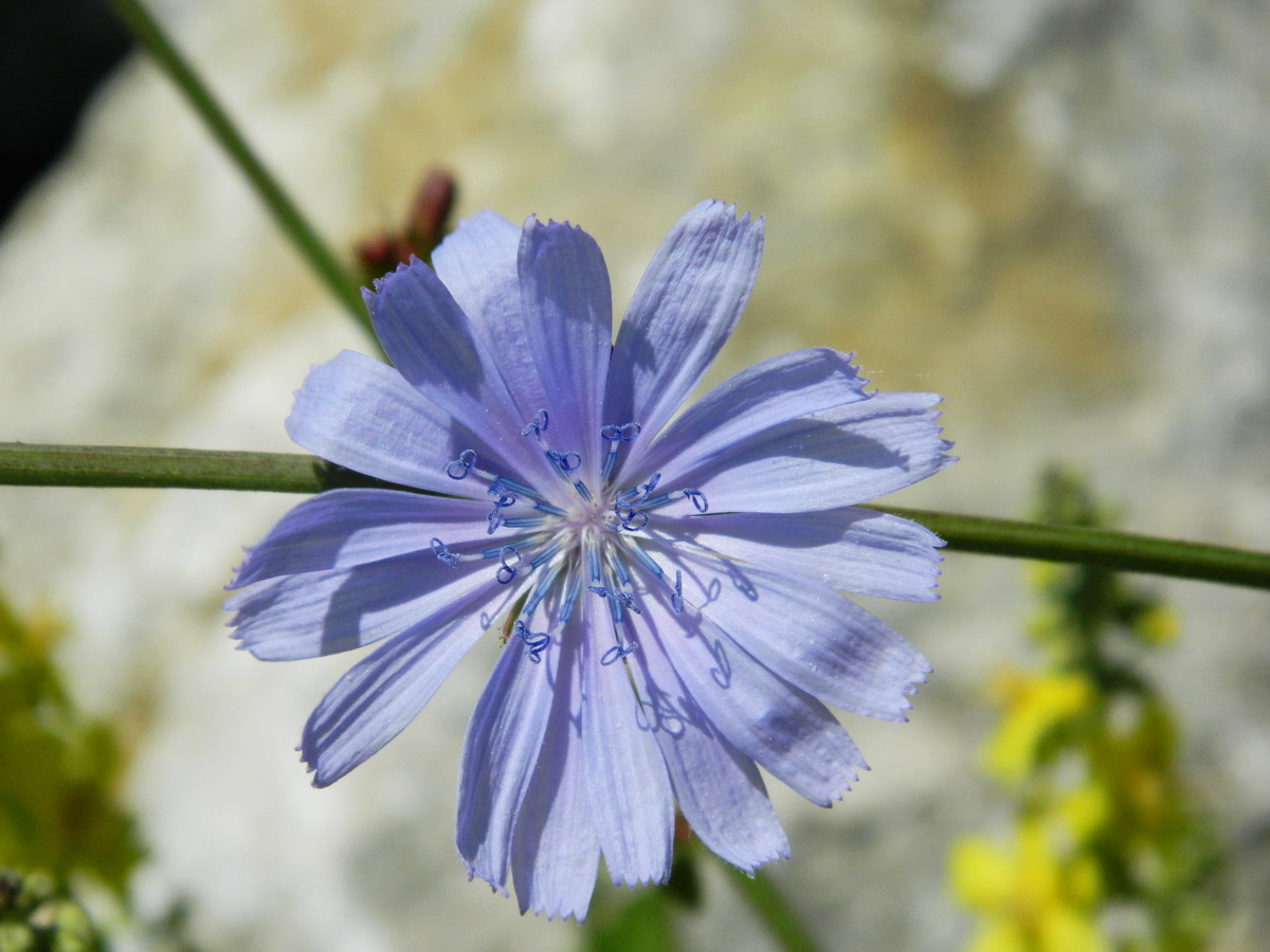 LA MULTI ANI, ROMANIA!: Cicoare