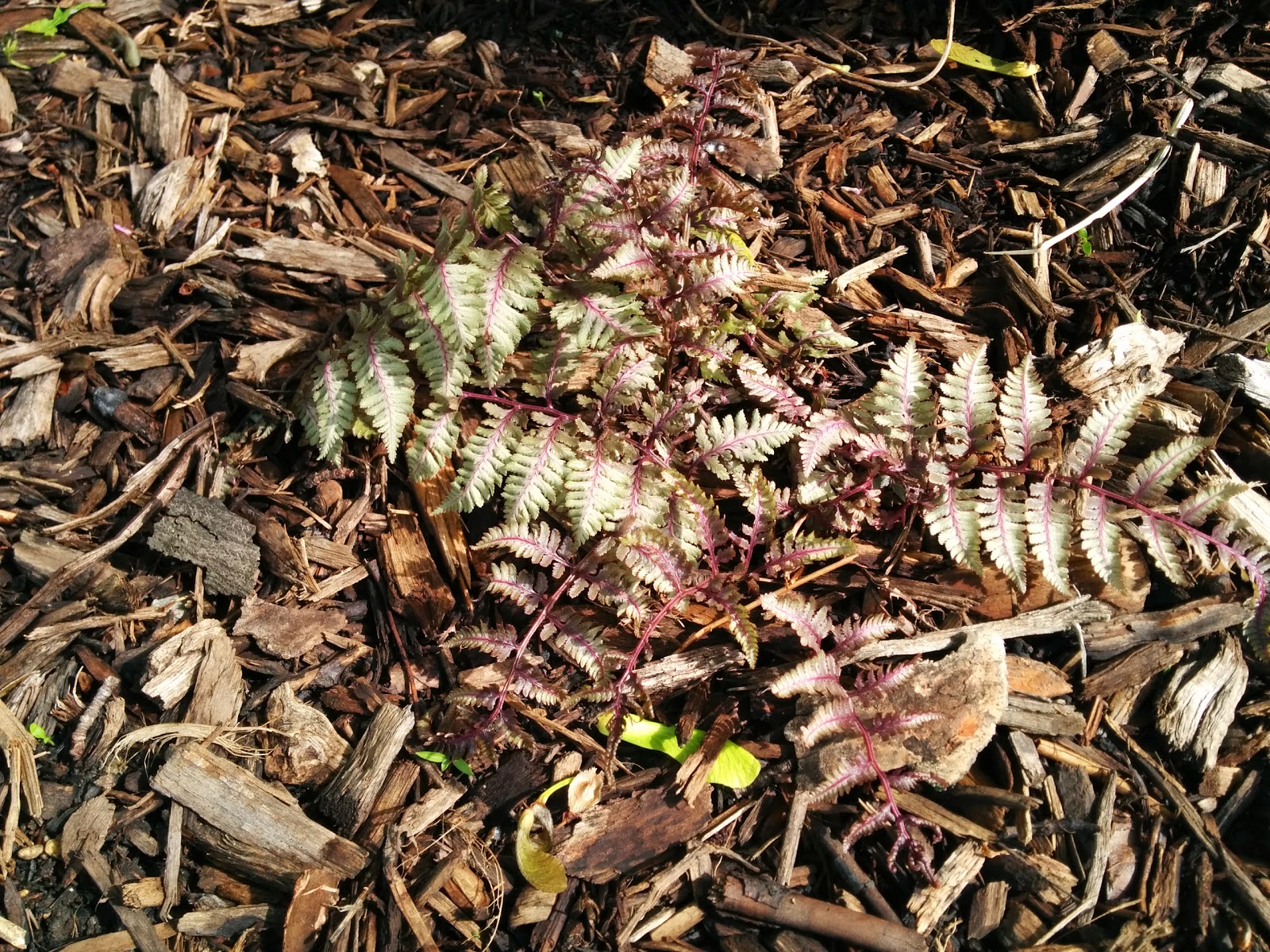 Japanese Painted Fern - 2014