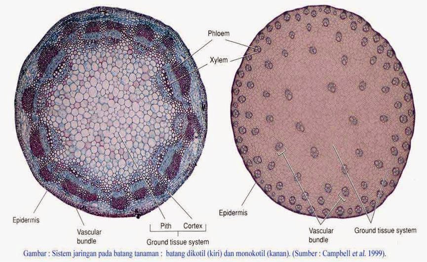 Fungsi pembuluh xilem dan floem
