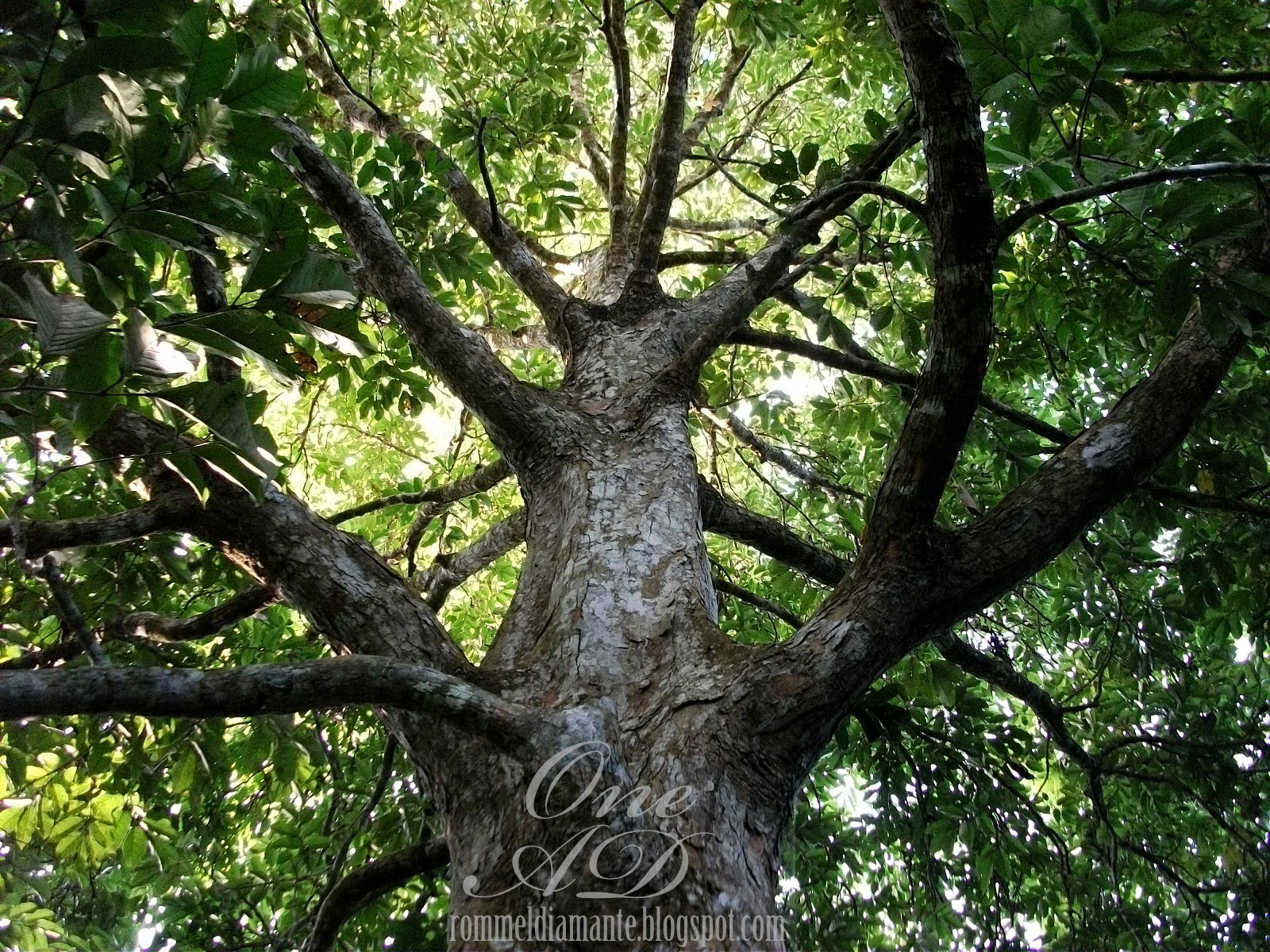 One Acre of Diamond: You are a Child of the Universe