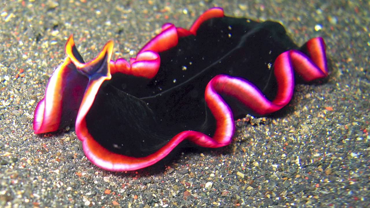 Biology Notes for Class11th, 12th, and NEET : Biology Blog: What are ...