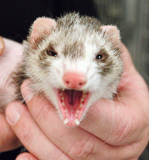 Comment savoir si un furet est mâle ou femelle ~ Comment Fait